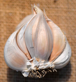 Silverskin Garlic, Sicilian Silver – 4 oz – Harvesting History