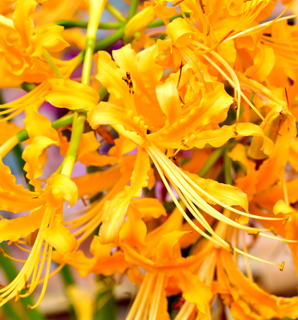 The Yellow Spider Lily, Lycoris aurea – Harvesting History
