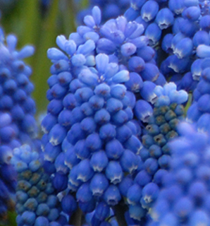 Muscari, Auchieri Blue Magic – Harvesting History