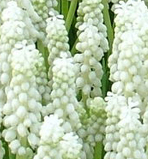 Muscari, Botryoides Album – Harvesting History