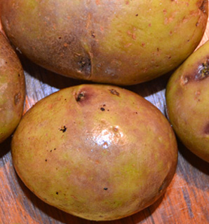 Standard Potato – Canada Gold – 1 LB – Harvesting History