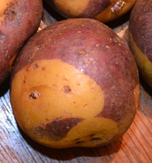 Standard Potato – Masquerade – 1 LB – Harvesting History