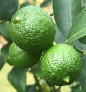 Citrus Tree, Key Lime (Shipping Included) – Harvesting History