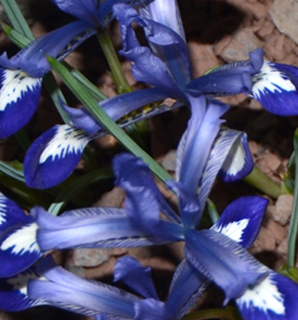 Rock Garden Iris, Reticulata Clairette – Harvesting History