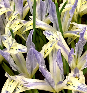 Rock Garden Iris, Reticulata Painted Lady – Harvesting History