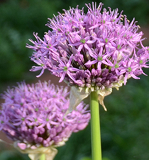 Allium Aflatunense – Harvesting History