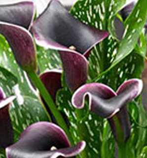 Calla Lily, Barracuda – 1 Bulb – Harvesting History