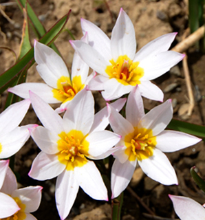 Species Tulip, Cretica Hilde – Harvesting History