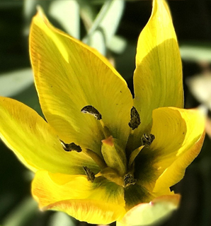 Species Tulip, Tulipa Orphanidea Flava – Harvesting History