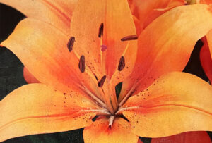 Asiatic Lily, Matrix Orange – Harvesting History