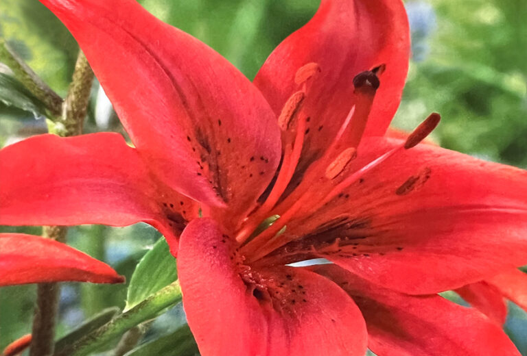 Asiatic Lily, Red County – Harvesting History