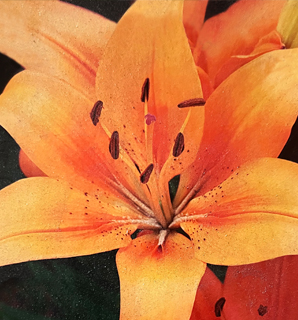 Asiatic Lily, Matrix Orange – Harvesting History
