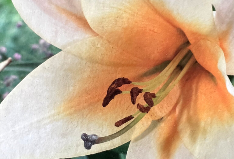Oriental Trumpet Lily, High Tea – Harvesting History