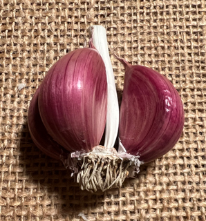 Creole Garlic, Cuban Purple – Harvesting History