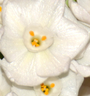 The Harvesting History Paperwhite Kit – Harvesting History