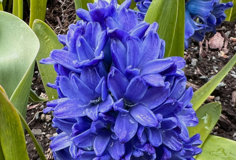 Hyacinthus orientalis, Royal Navy – Harvesting History