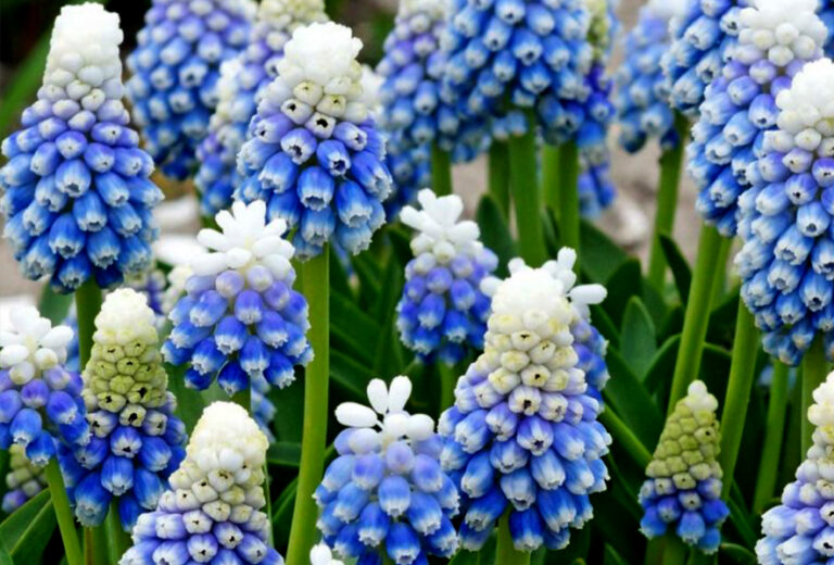 Muscari, armeniacum Mountain Lady – Harvesting History